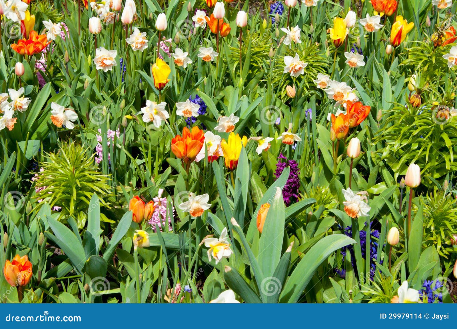 Spring flowers background stock photo. Image of blossom - 29979114