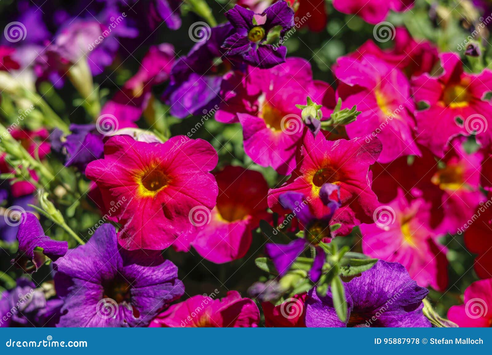 Beautiful Colorful Spring Flowers Stock Photo - Image of spring, nature ...