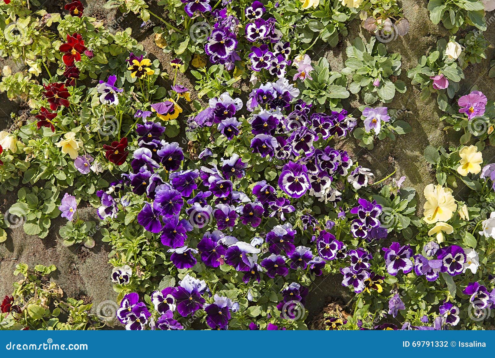 Beautiful Colorful Spring Flowers Stock Photo - Image of flora, green ...