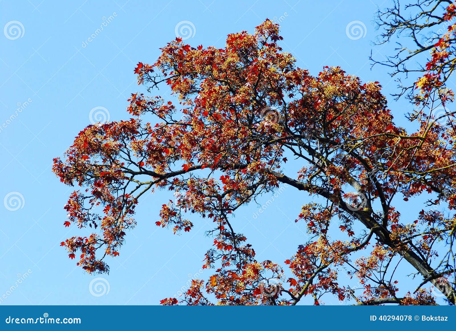Beautiful Colorful Spring Maple Leaves Stock Photo - Image of beauty ...