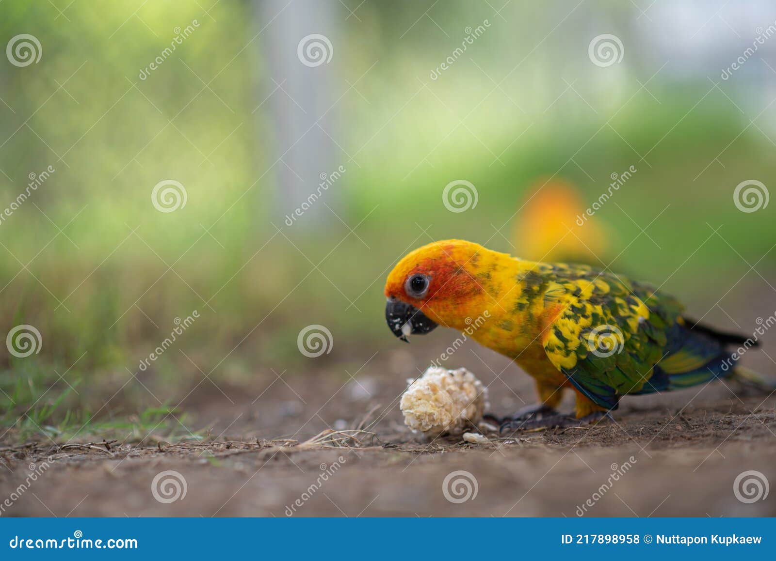 Beautiful Colorful Sun Conure Parrots Eating on a Floor Stock Photo ...