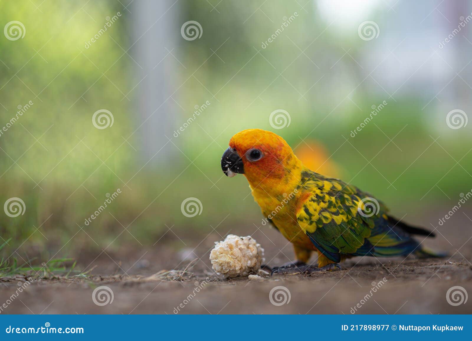 Beautiful Colorful Sun Conure Parrots Eating on a Floor Stock Image ...