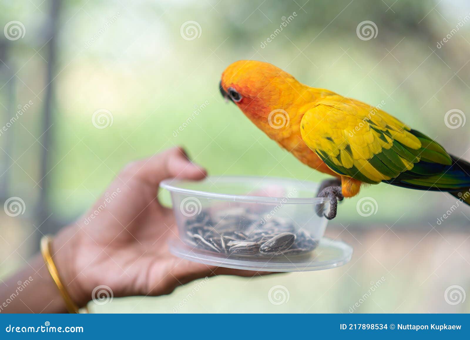Beautiful Colorful Sun Conure Parrots Eating on a Hand Stock Photo ...