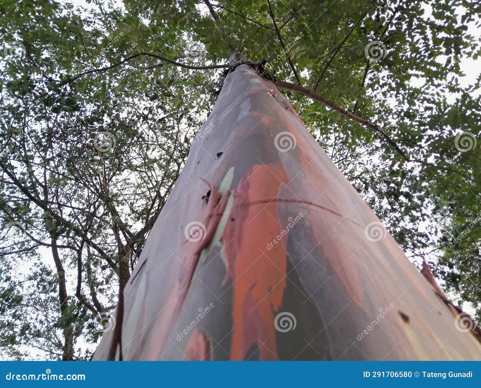 Beautiful Colorful Tree Bark Texture. Viewed from Bottom To Top. Stock ...