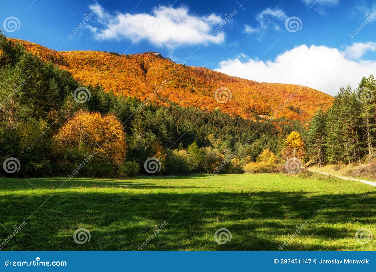 Beautiful Colorful Trees in Autumn Forest Stock Image - Image of autumn ...