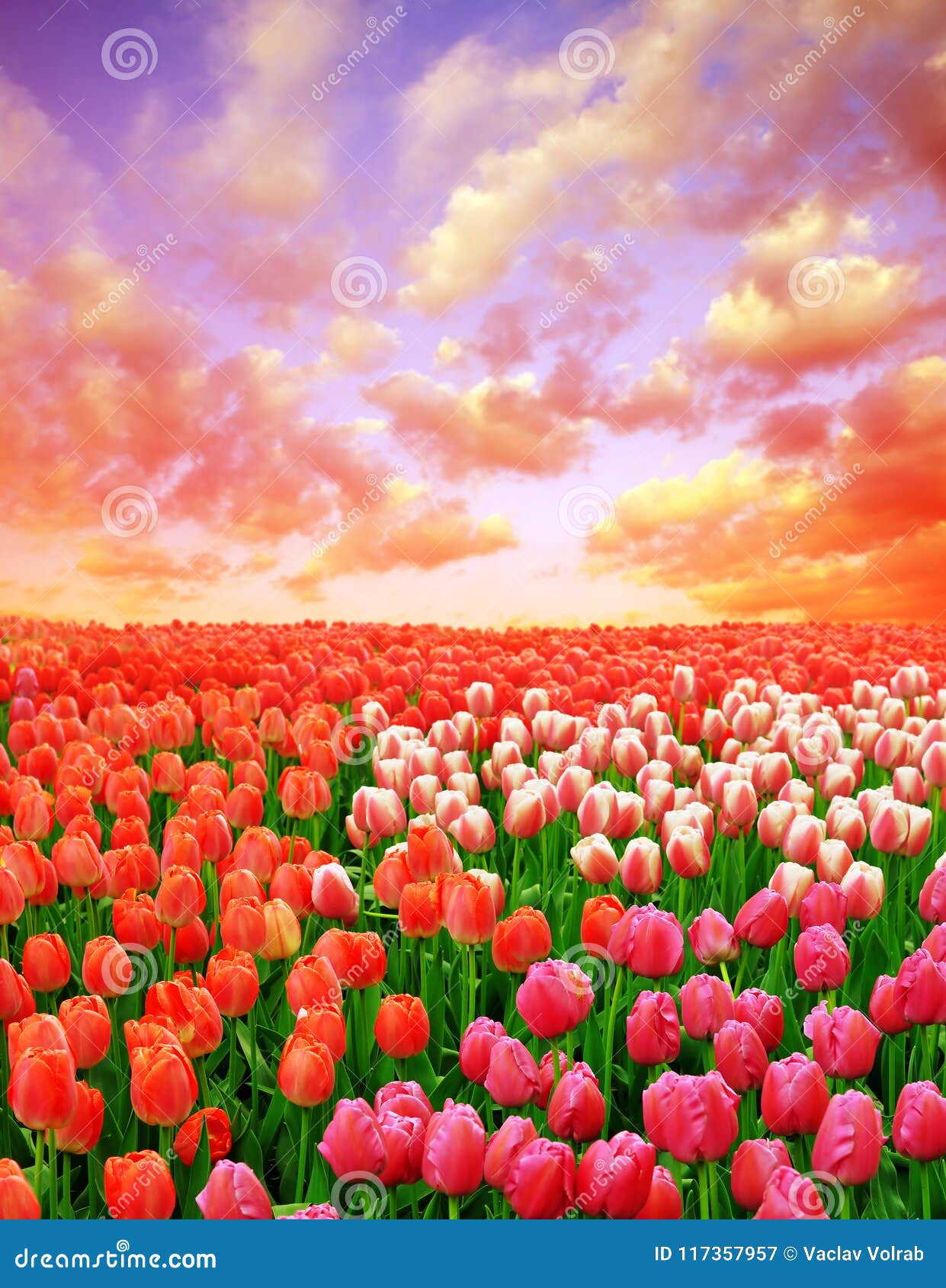 Beautiful Colorful Tulip Fields at Sunset. Stock Image - Image of ...