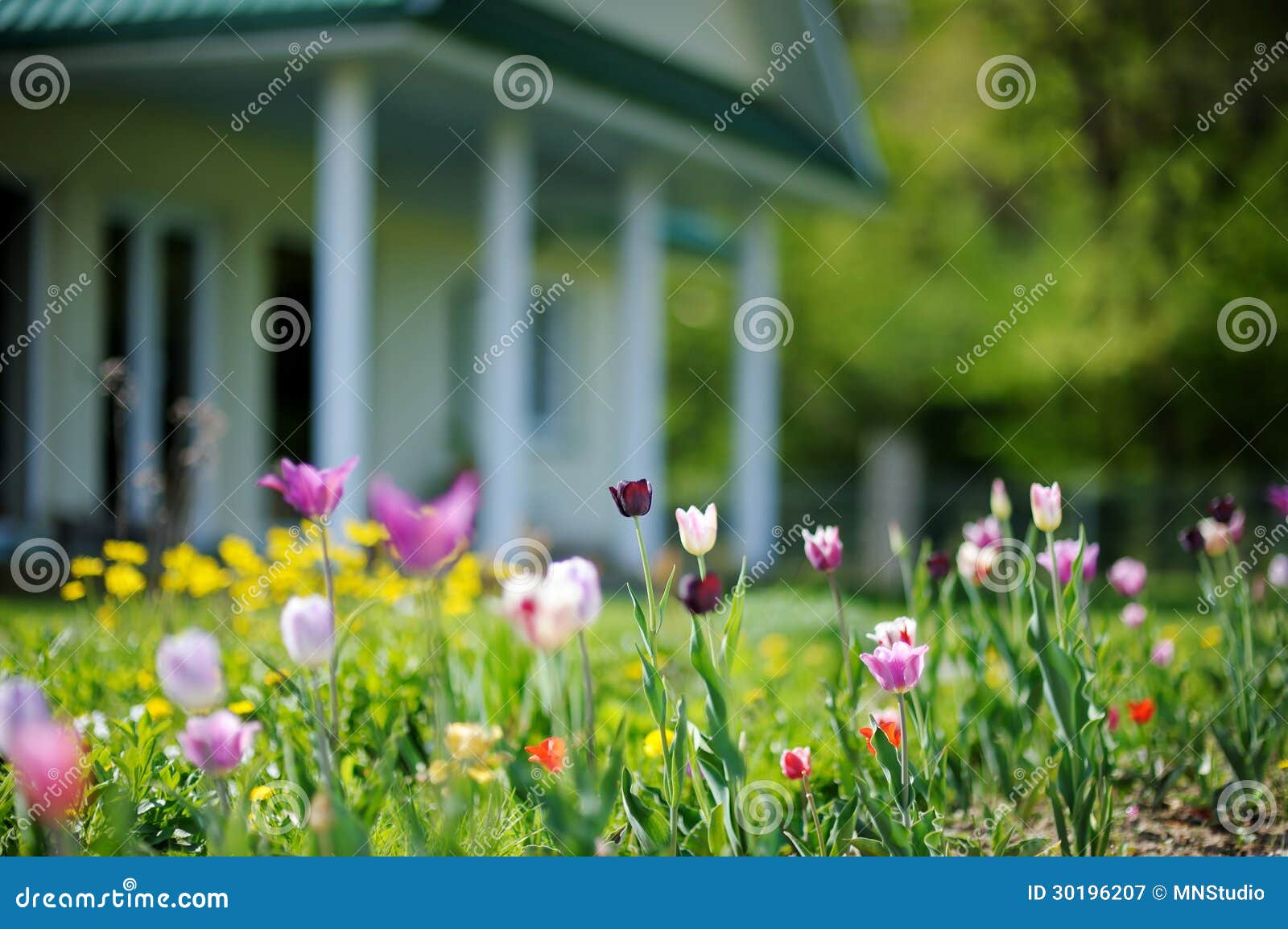 Beautiful Colorful Tulips in Front of a House Stock Image - Image of ...