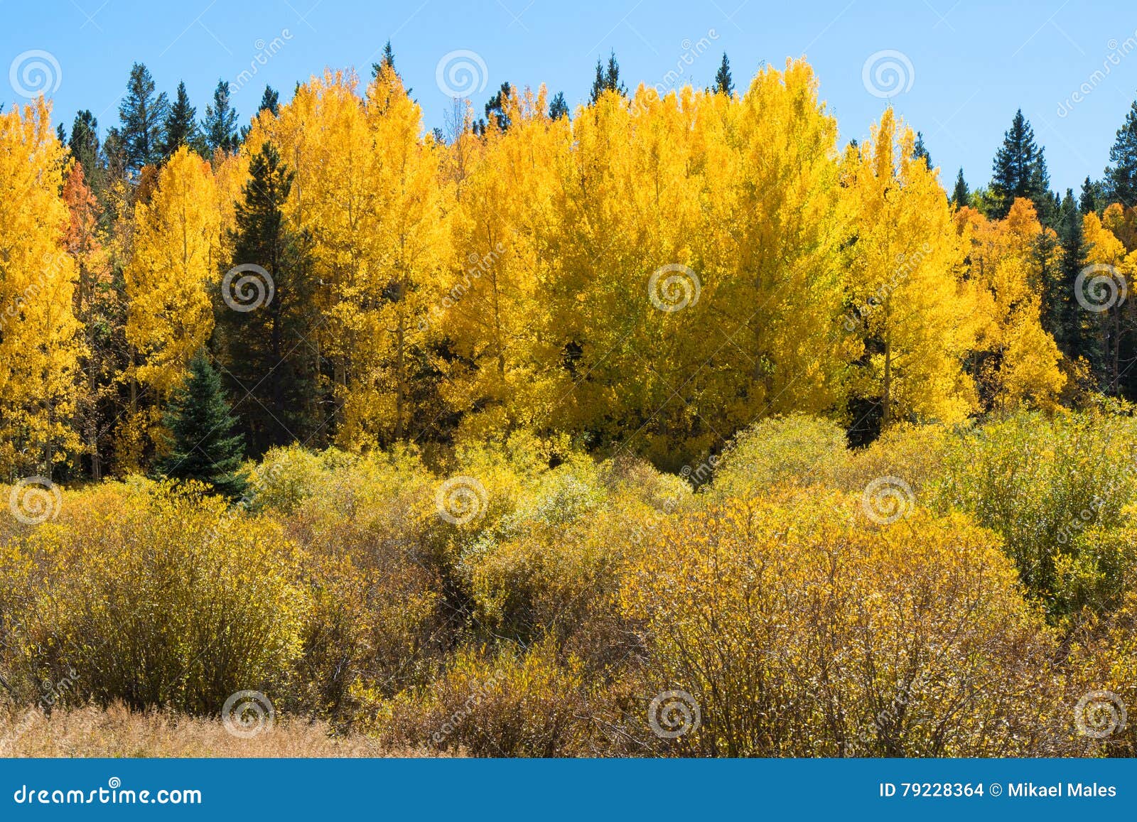 Beautiful Colors of Aspen Trees in Fall Stock Photo - Image of october ...