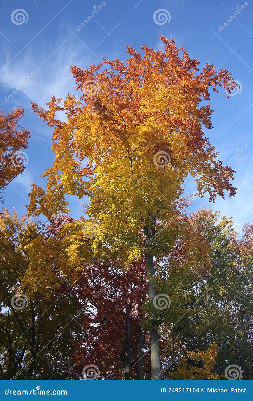Beautiful Colors of a Beech in Fall or Autumn Stock Photo - Image of ...