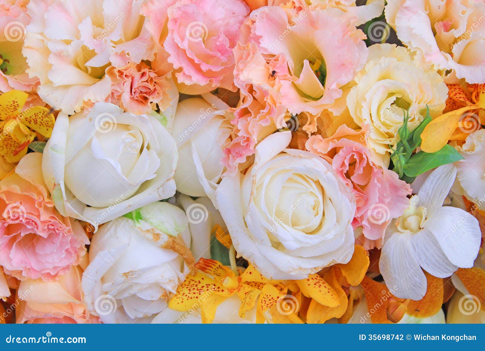 Beautiful Colors of Flowers Stock Photo - Image of nature, leaf: 35698742