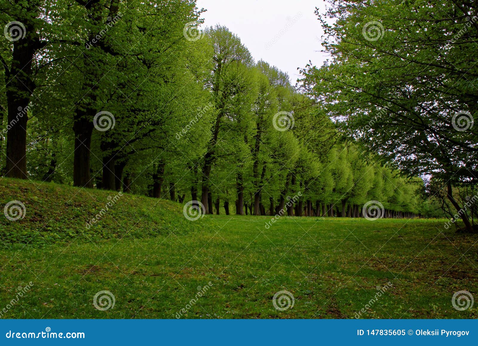 Beautiful Colors of Nature in the Spring Park Stock Image - Image of ...