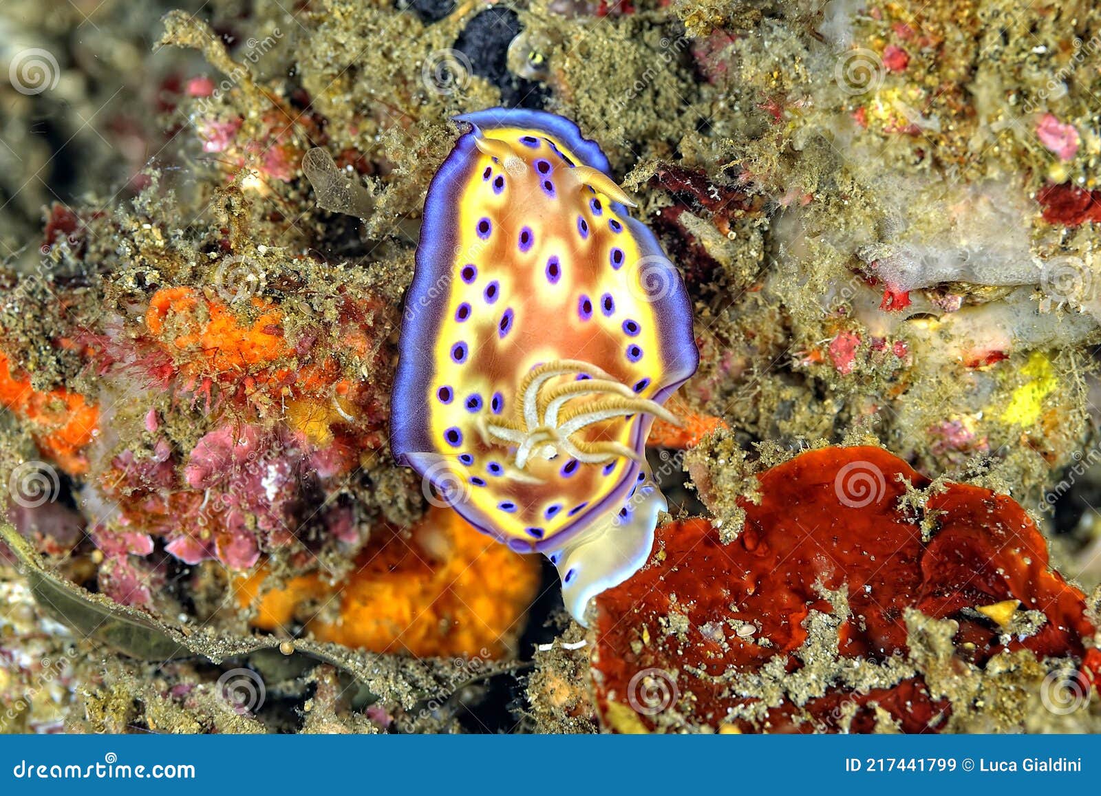The Beautiful Colors of Nudibranches Stock Image - Image of ...