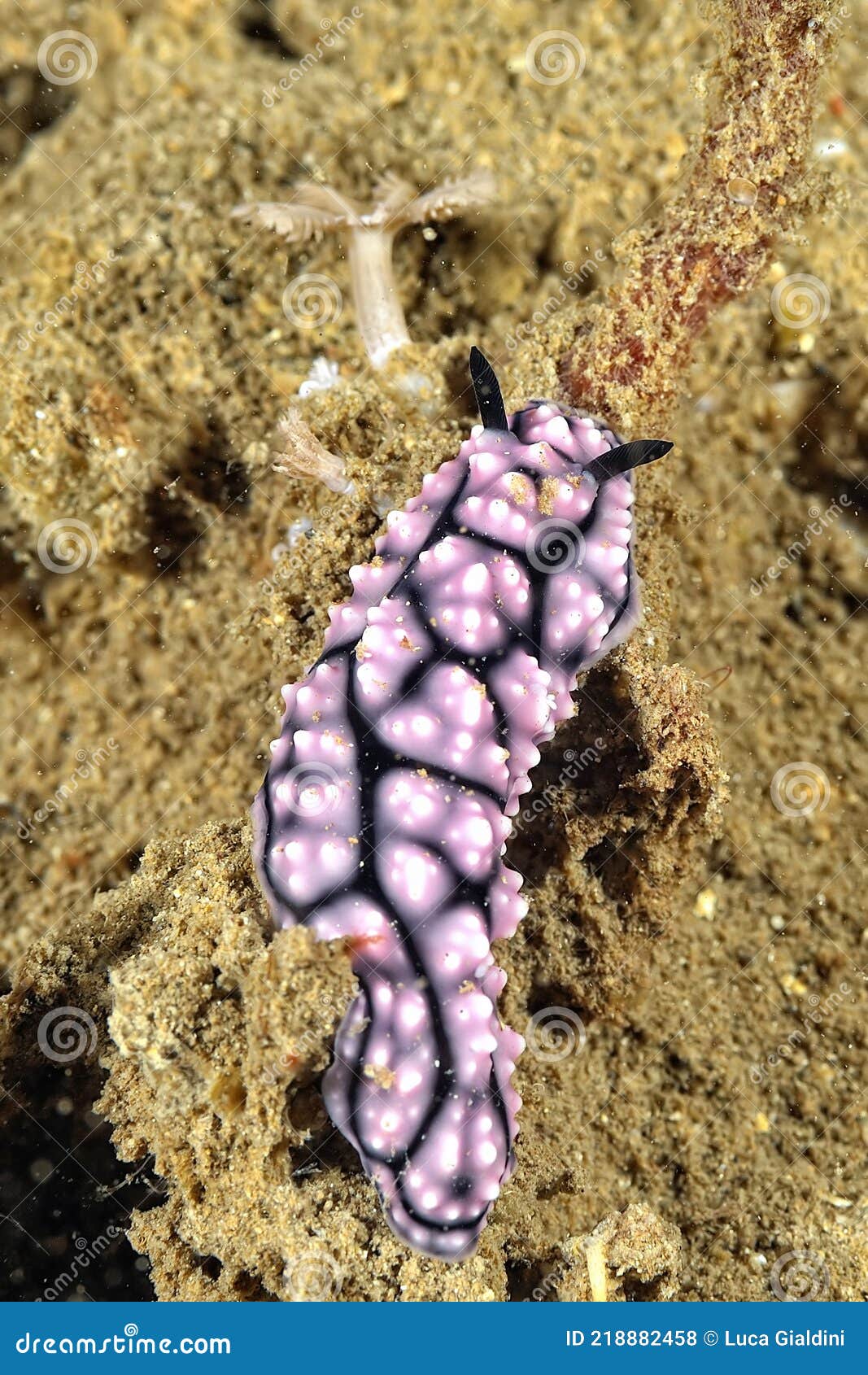 The Beautiful Colors of Nudibranches Stock Photo - Image of barrier ...