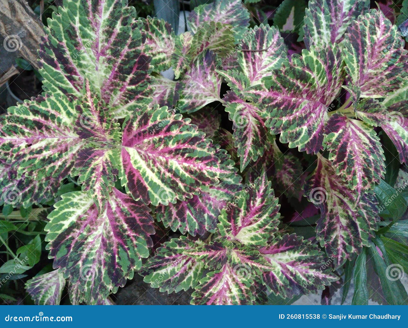 Beautiful colour coleus 11 stock photo. Image of herb - 260815538