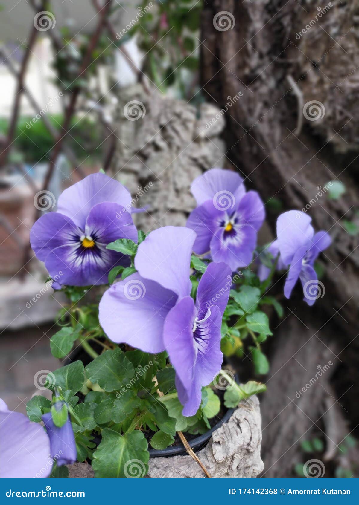 The Beautiful Colour of Flower on Spring 2020 Stock Photo - Image of ...