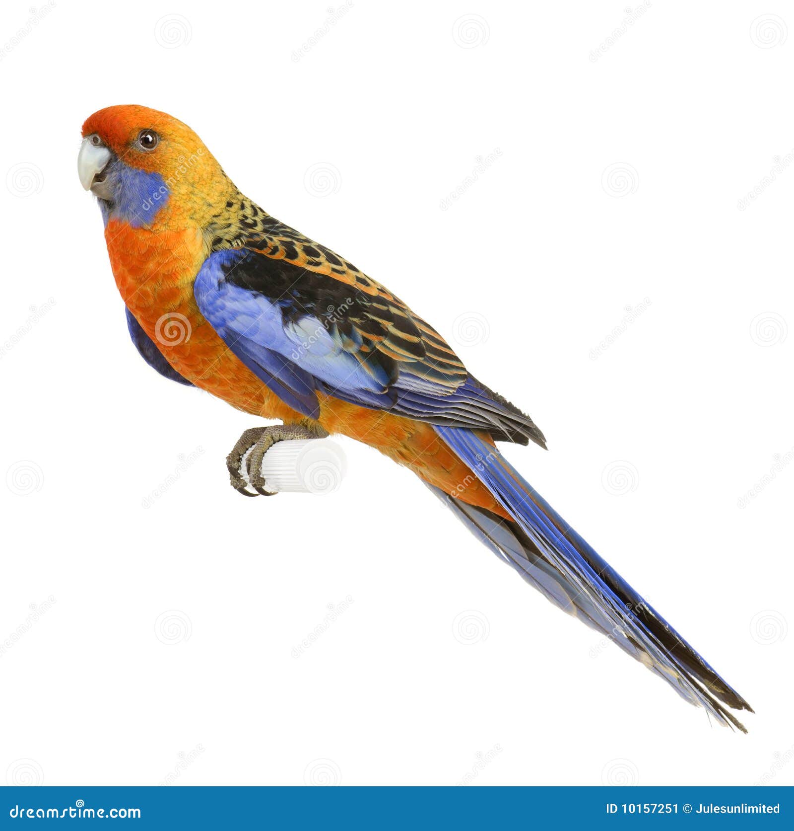 Beautiful coloured parrot stock image. Image of pigeons - 10157251