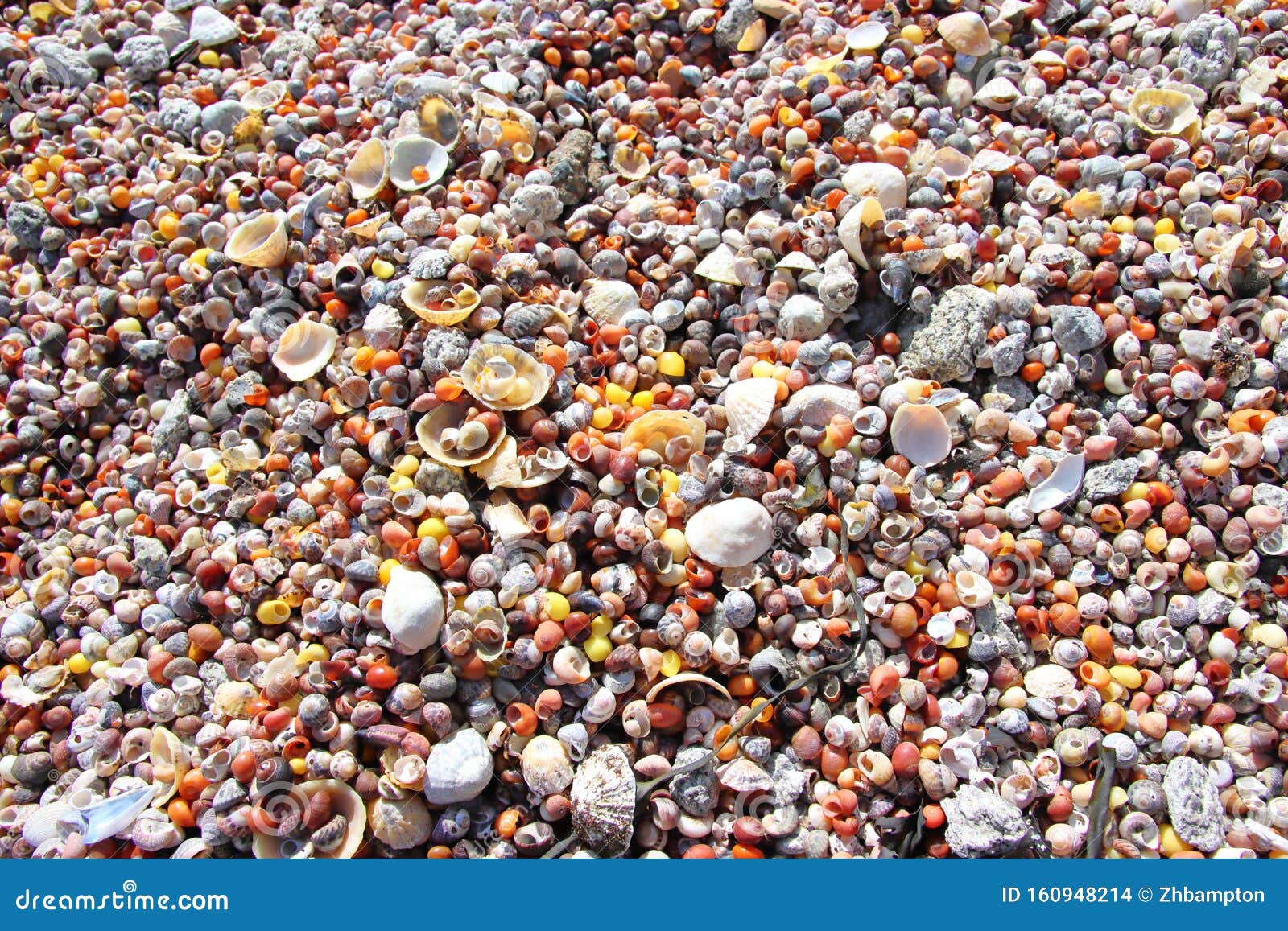 Beautiful Coloured Sea Shells on a Beach Stock Photo - Image of gray ...