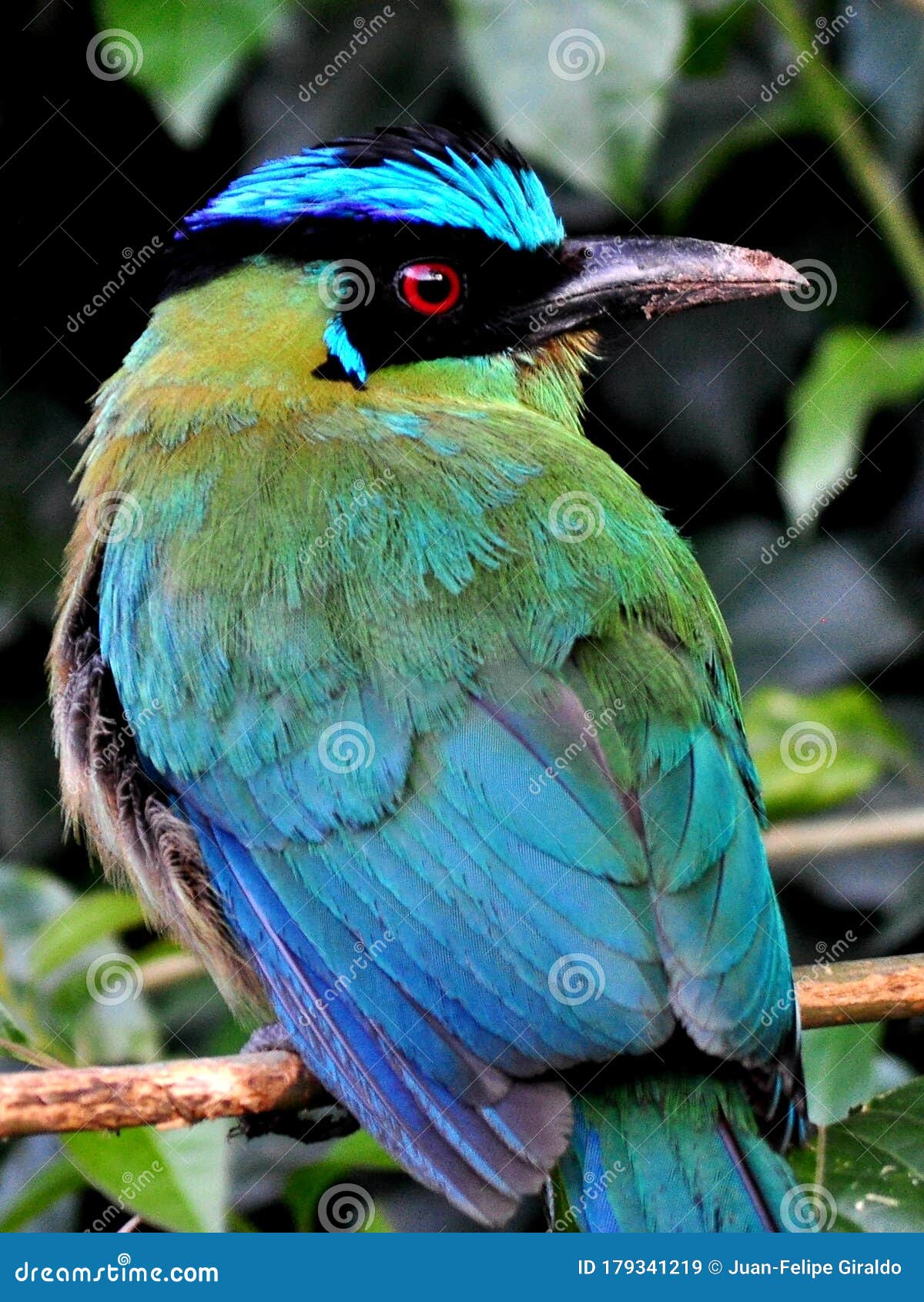 Momotus stock image. Image of animal, redeyes, nature - 179341219
