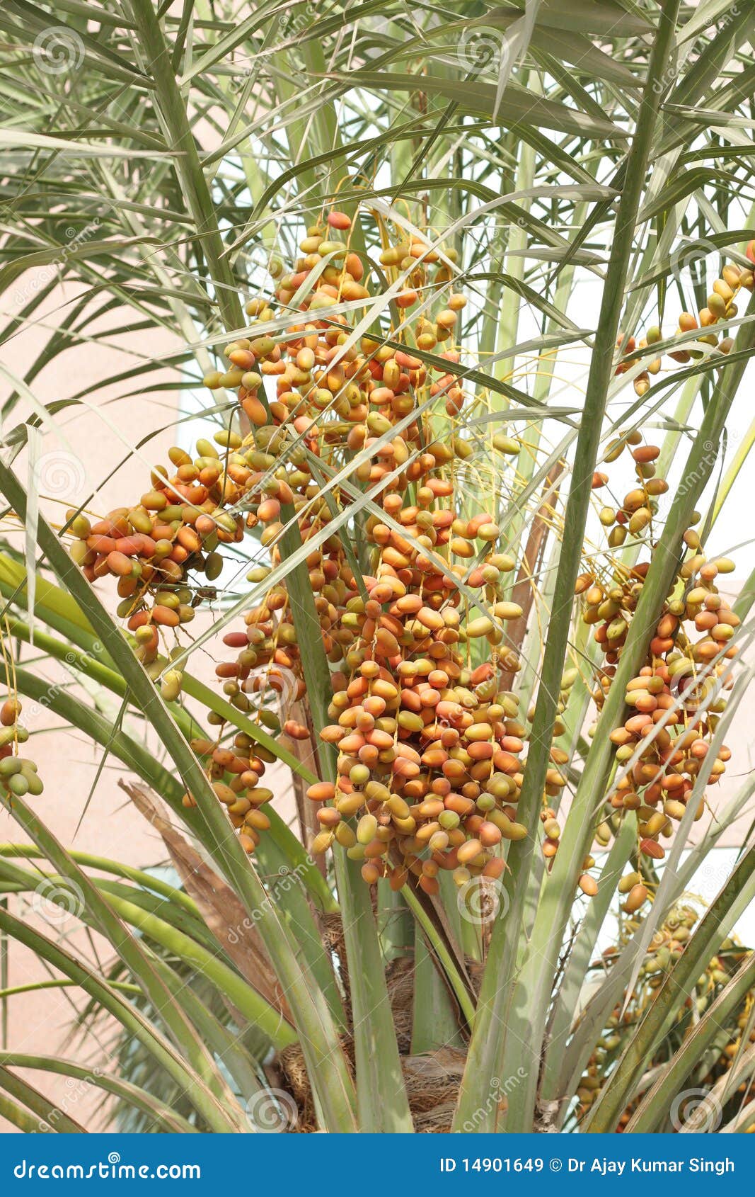 Beautiful colourful dates stock image. Image of desert - 14901649