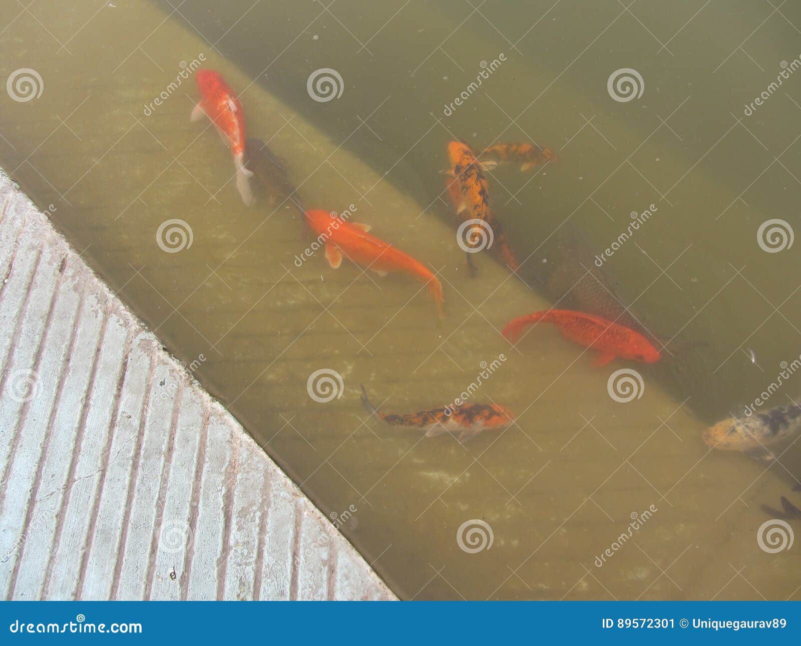 Beautiful Colourful Fish in the Pond Stock Image - Image of marinelife ...