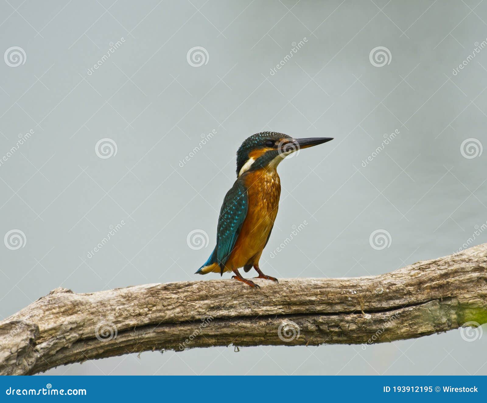 Beautiful and Colourful Kingfisher Bird on the Tree Stock Image - Image ...