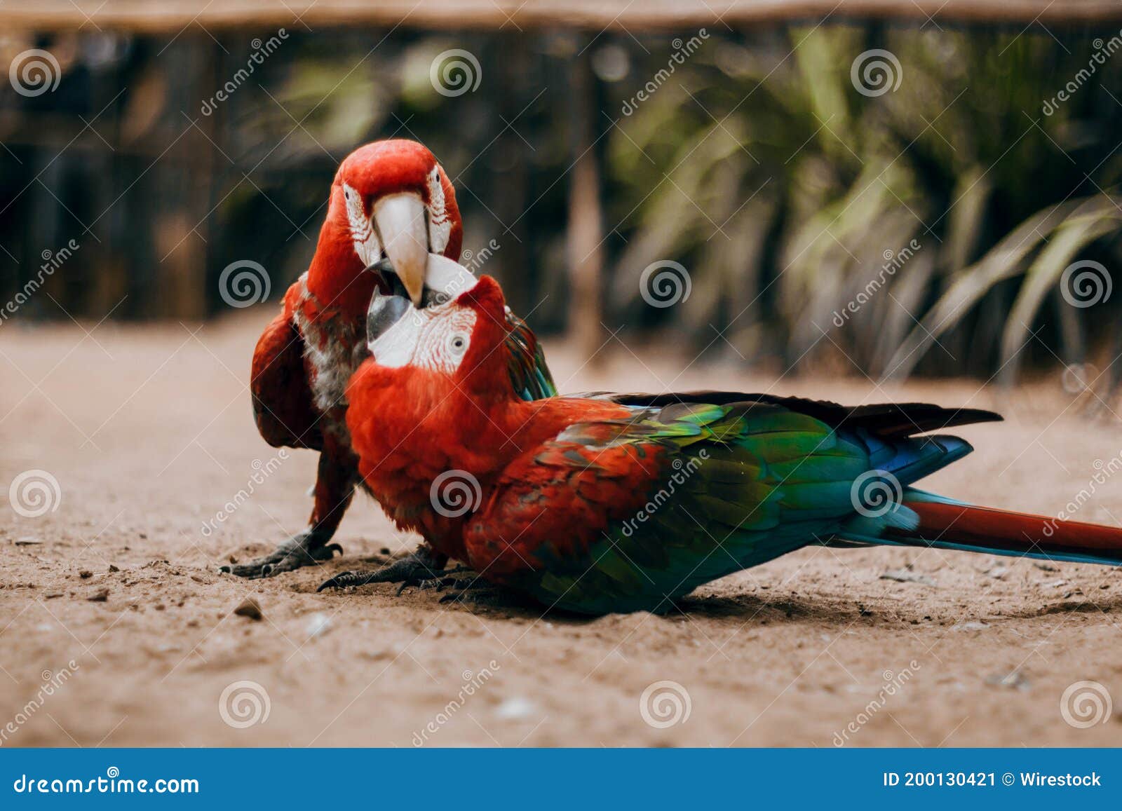 Beautiful and Colourful Macaws Playing with Each Other Stock Image ...