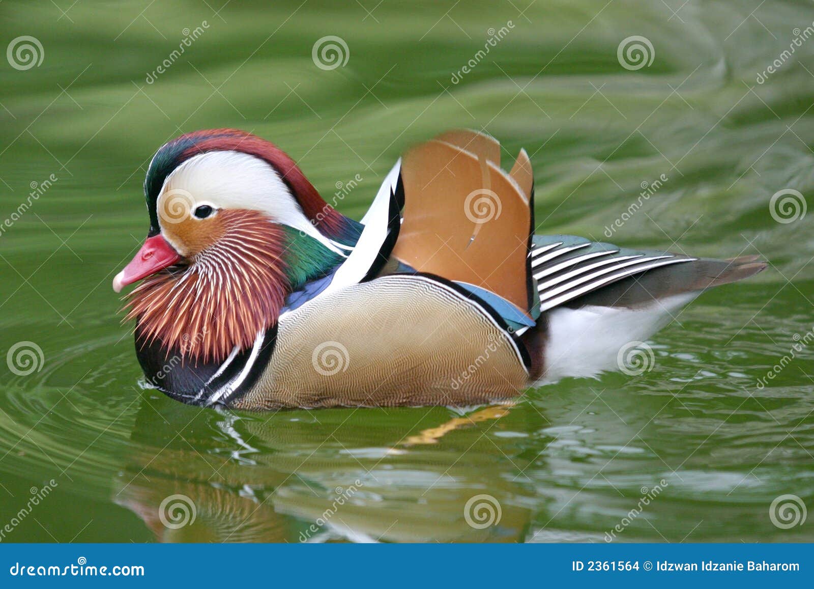 Mandarin Duck Stare Stock Photos - Free & Royalty-Free Stock Photos ...