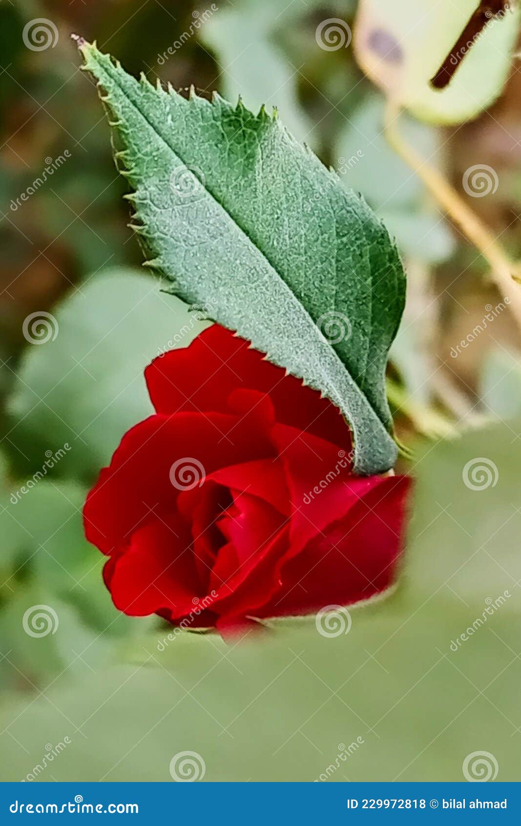 Beautiful and Colourful Red Rose with Green Leaf Stock Photo - Image of ...