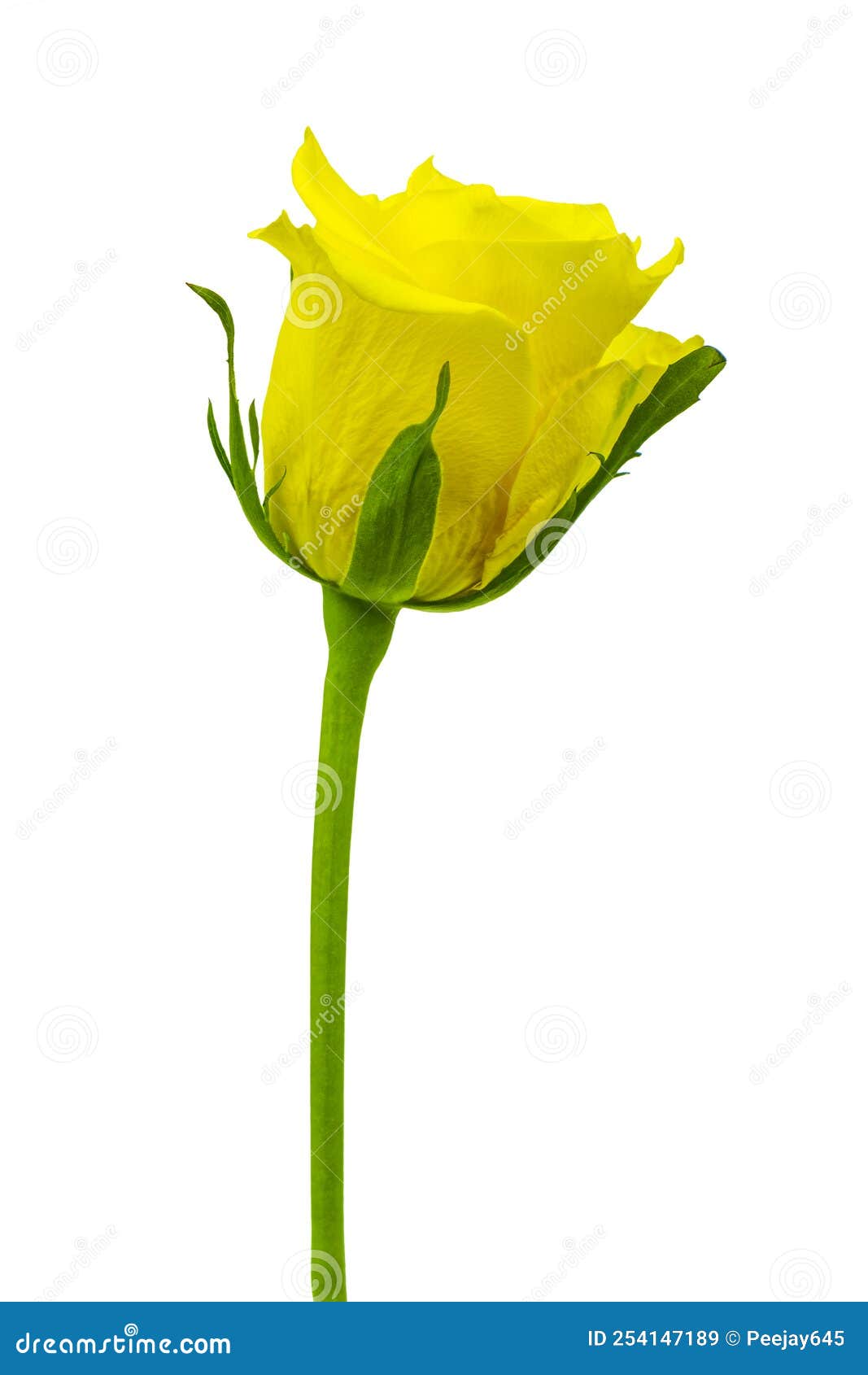 Beautiful Colourful Single Yellow Rose Stock Image - Image of blooming ...