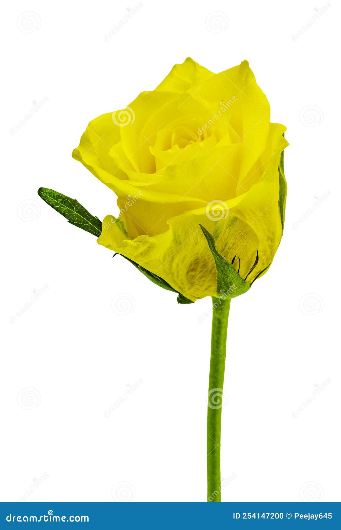 Beautiful Colourful Single Yellow Rose Stock Photo - Image of plants ...