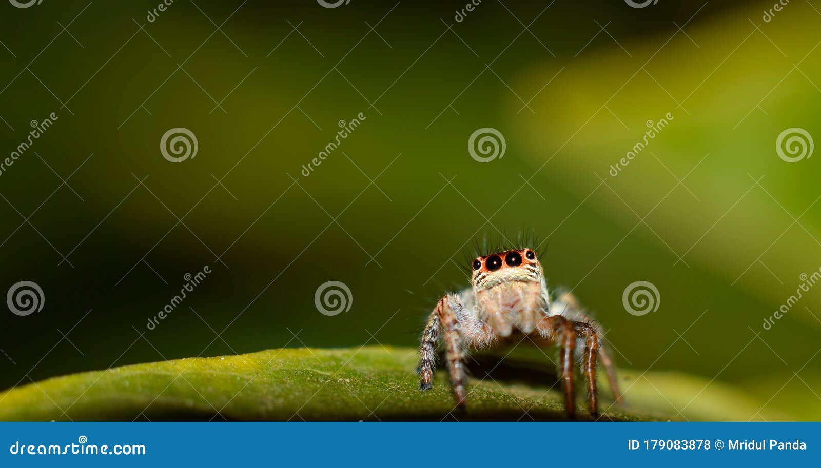 A Tiny and Colourful Spider is Hanging from a Tree Stock Photo - Image ...