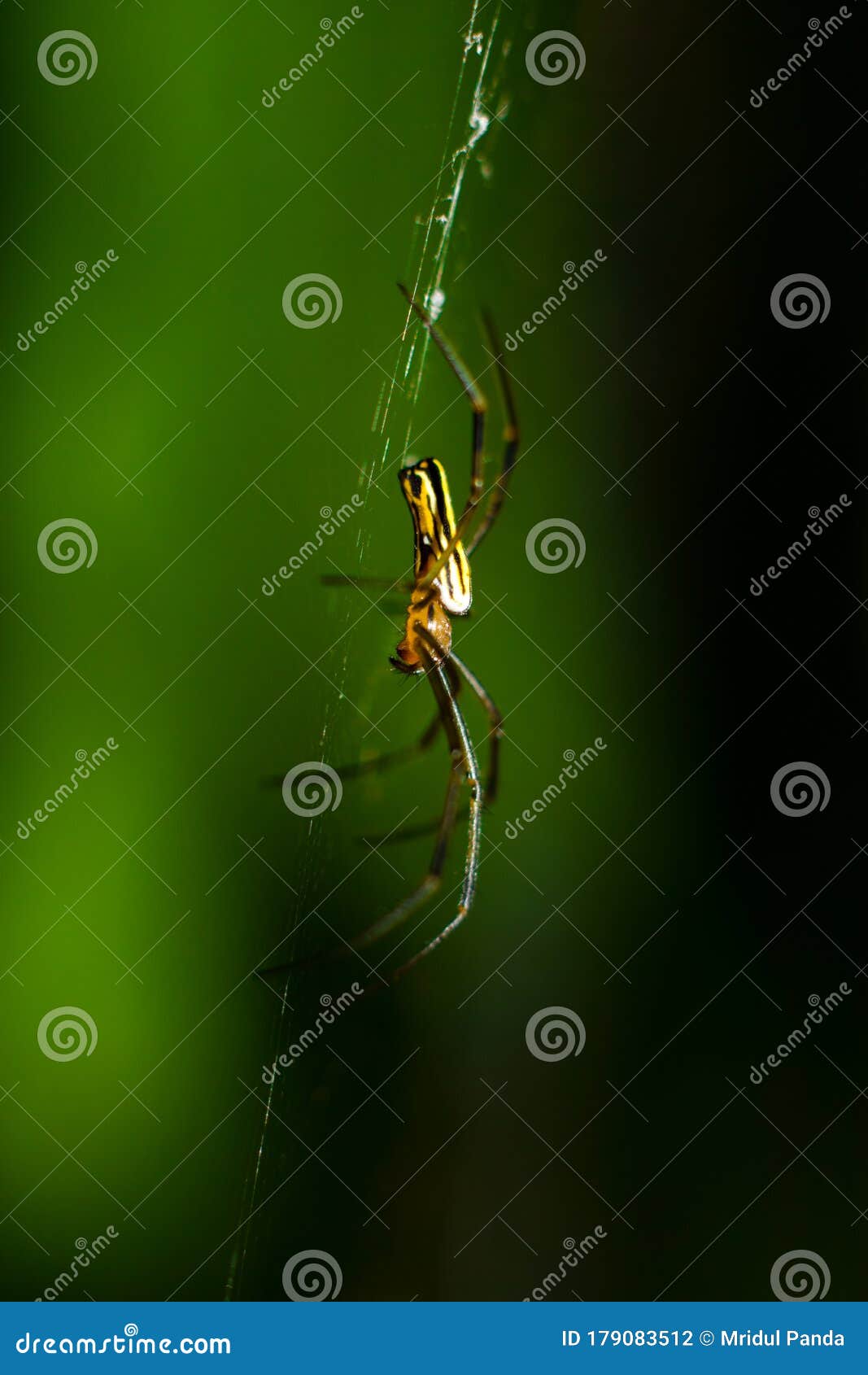 A Tiny Colourful Spider is Hanging from a Tree Stock Photo - Image of ...