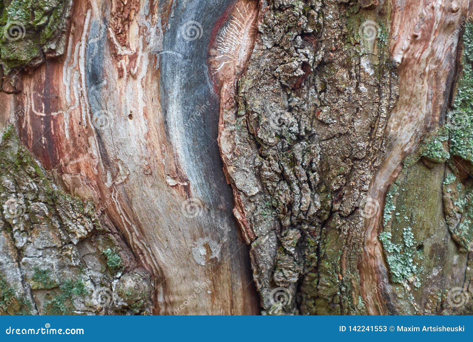 Beautiful Colourful Texture of Bark Tree with Blue Moss Stock Image ...