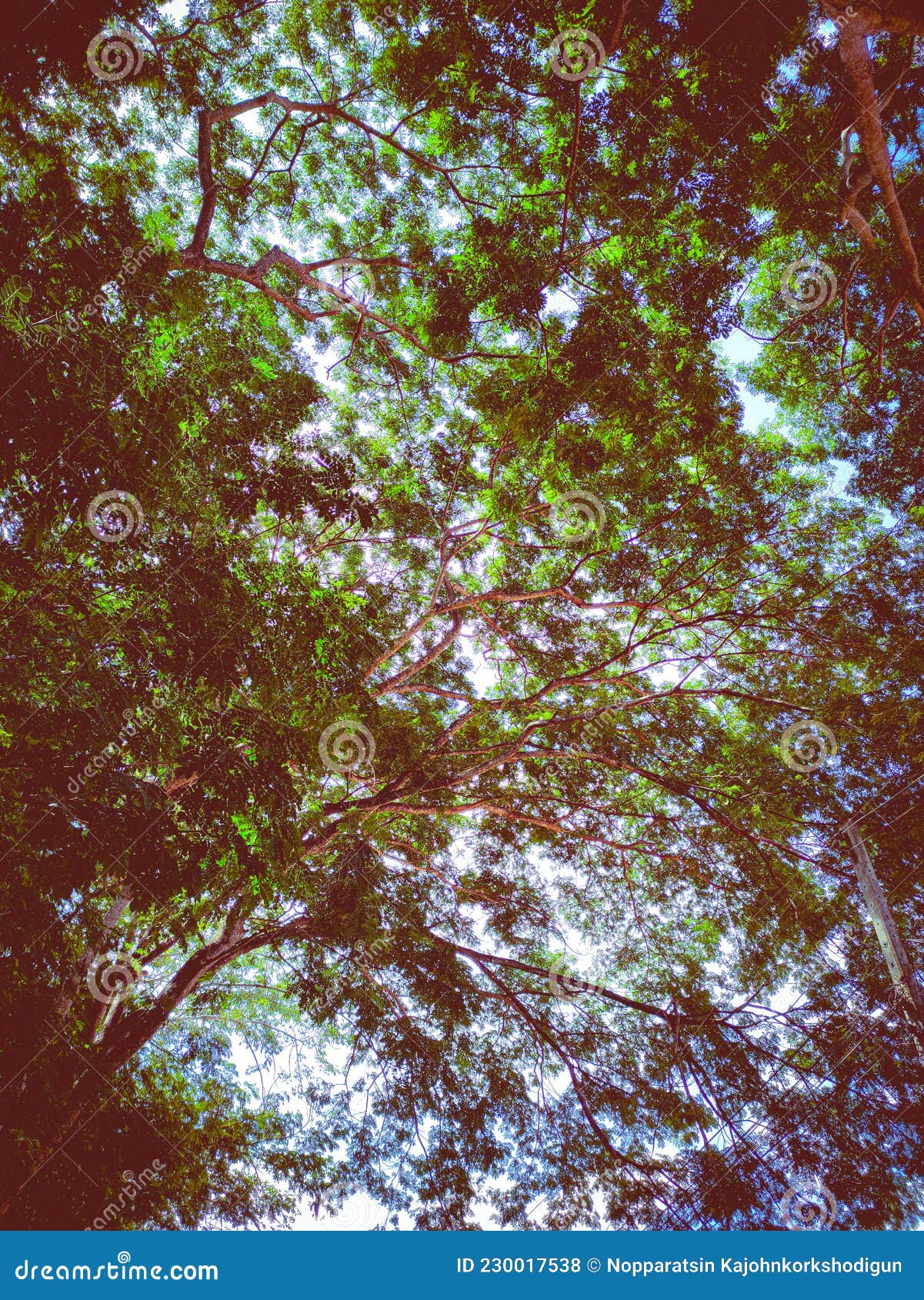 The Beautiful Colourful Tree from Ant View Stock Photo - Image of ...