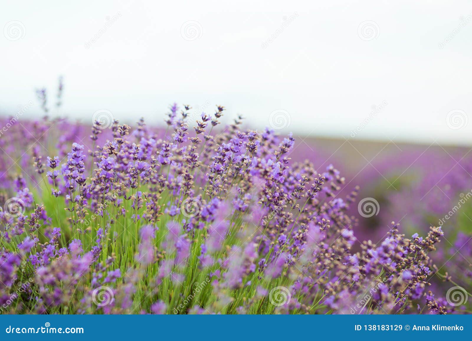 Beautiful and Colourful Violet Lavander Field. Aromatherapy Lavander ...