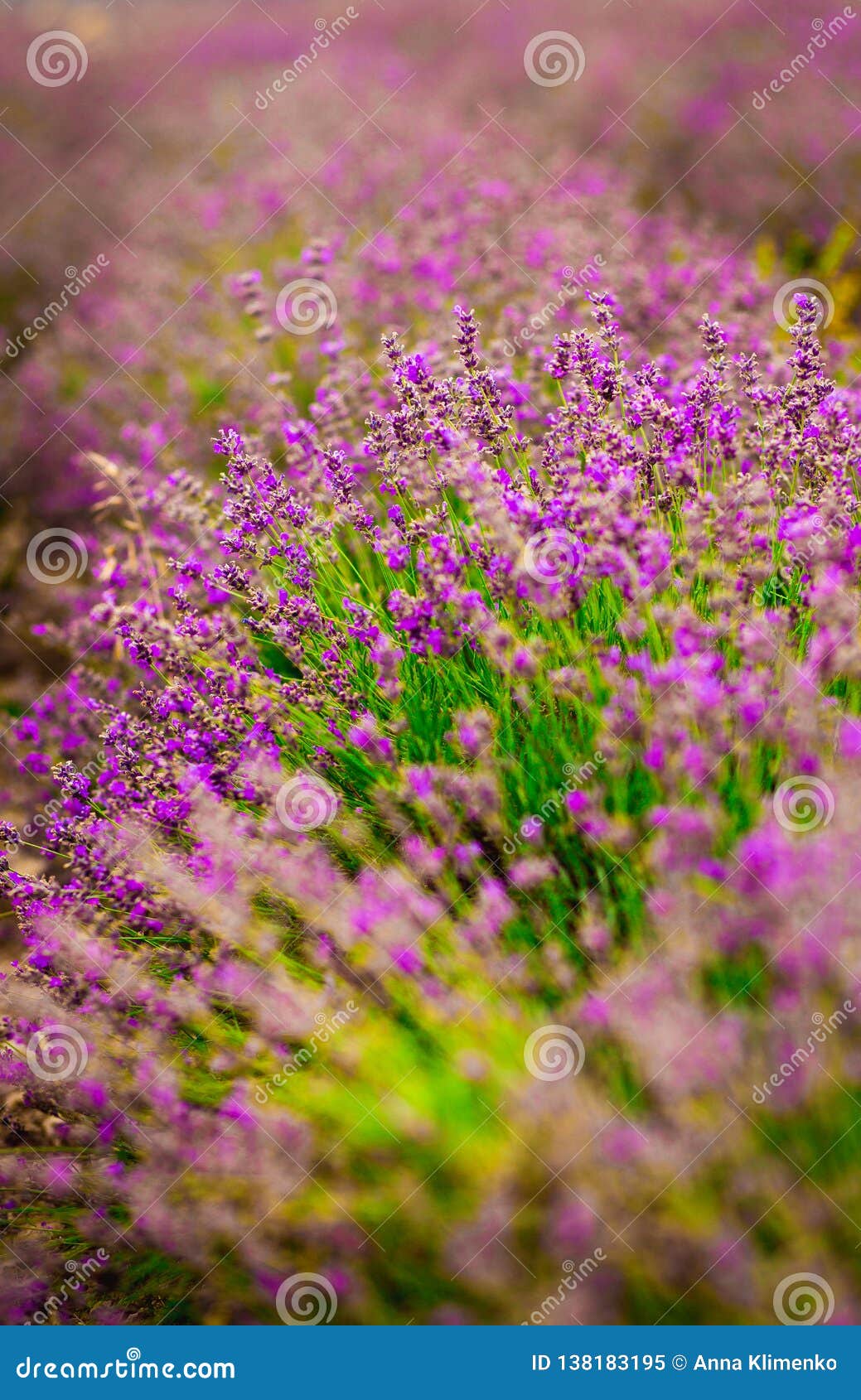 Beautiful and Colourful Violet Lavander Field. Aromatherapy Lavander ...