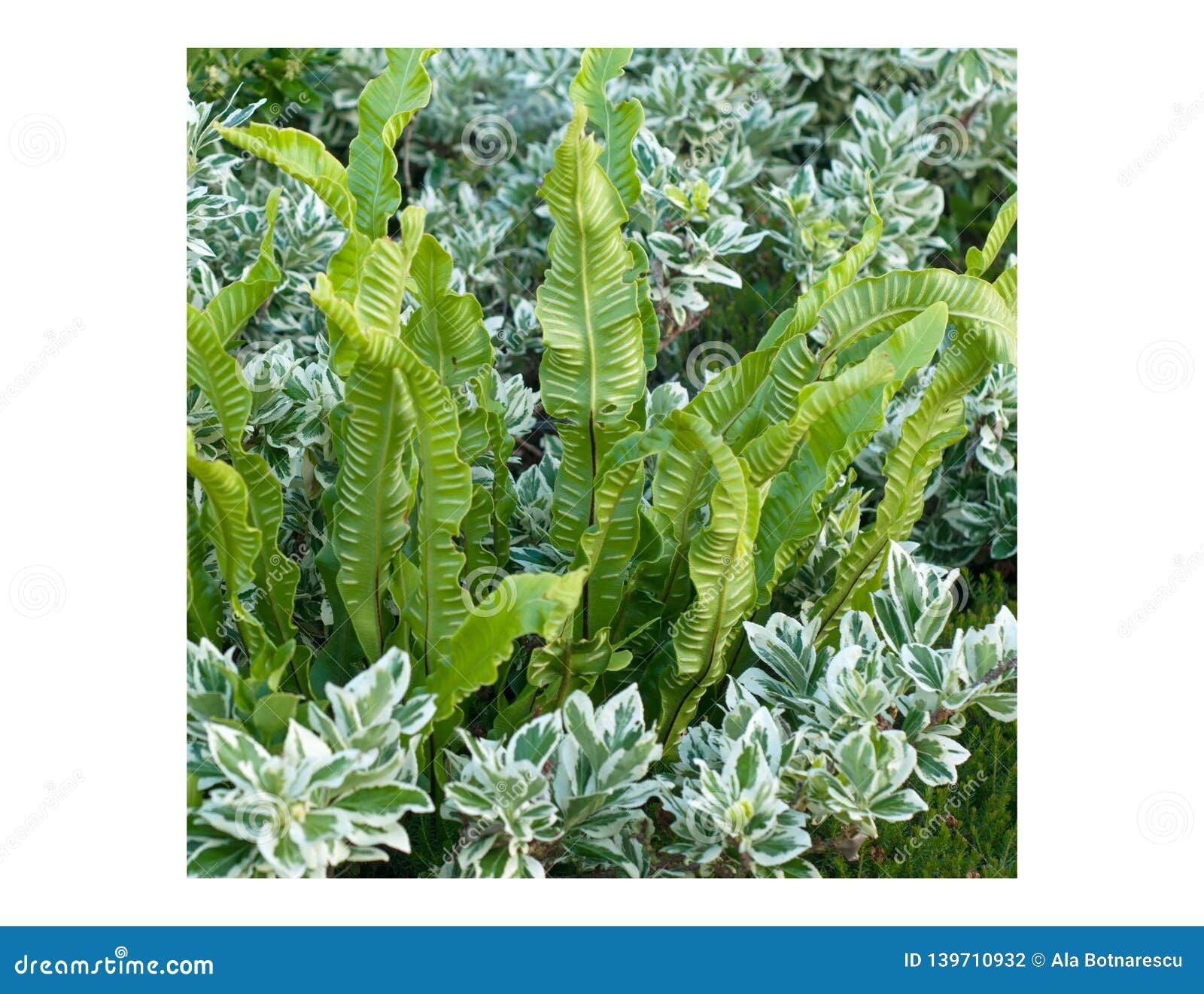 A Beautiful Combination of Hart`s-tongue Fern Asplenium Scolopendrium ...