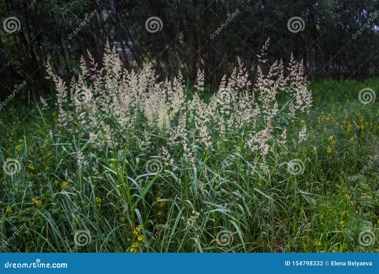 A Beautiful Combination of Spikelets about the Surrounding Grass Stock ...