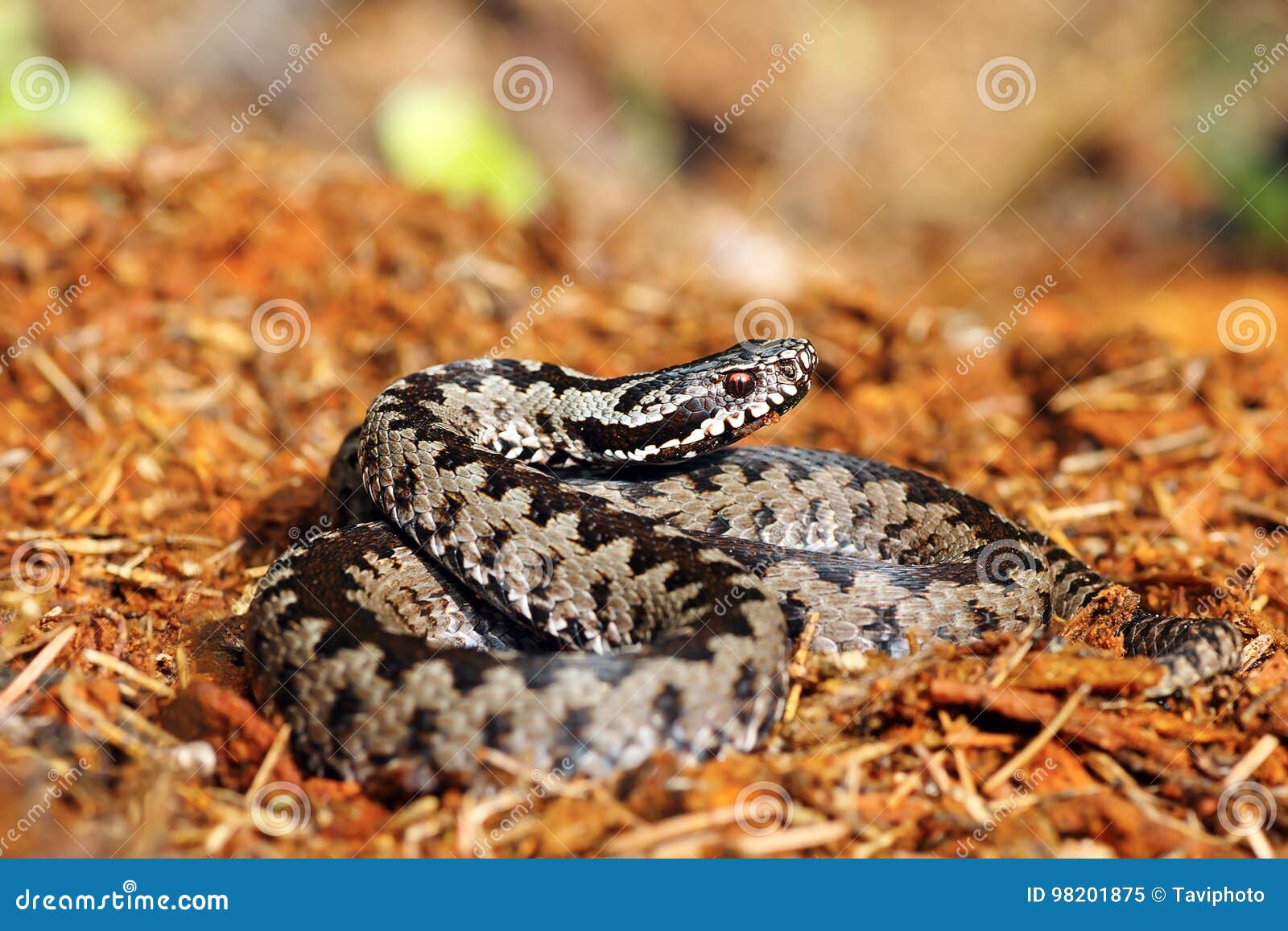 Beautiful Common Adder on Forest Ground Stock Image - Image of closeup ...