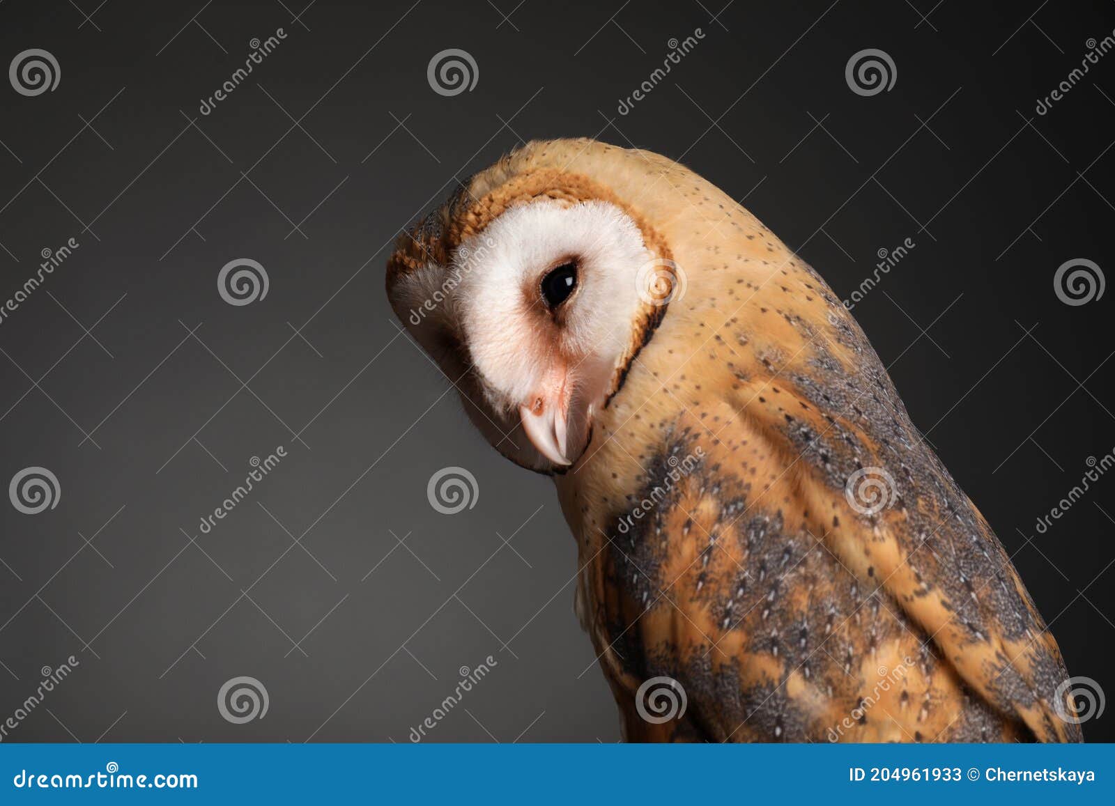 Beautiful Common Barn Owl on Grey Background, Closeup Stock Image ...