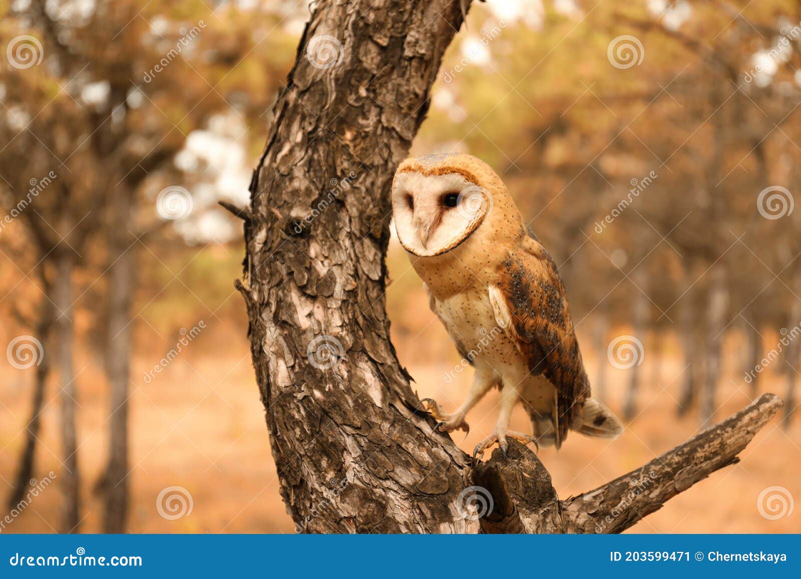 Beautiful Common Barn Owl on Tree Outdoors Stock Image - Image of ...