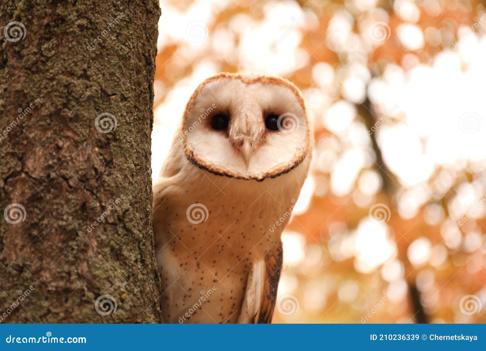 Beautiful Common Barn Owl on Tree Outdoors Stock Image - Image of ...
