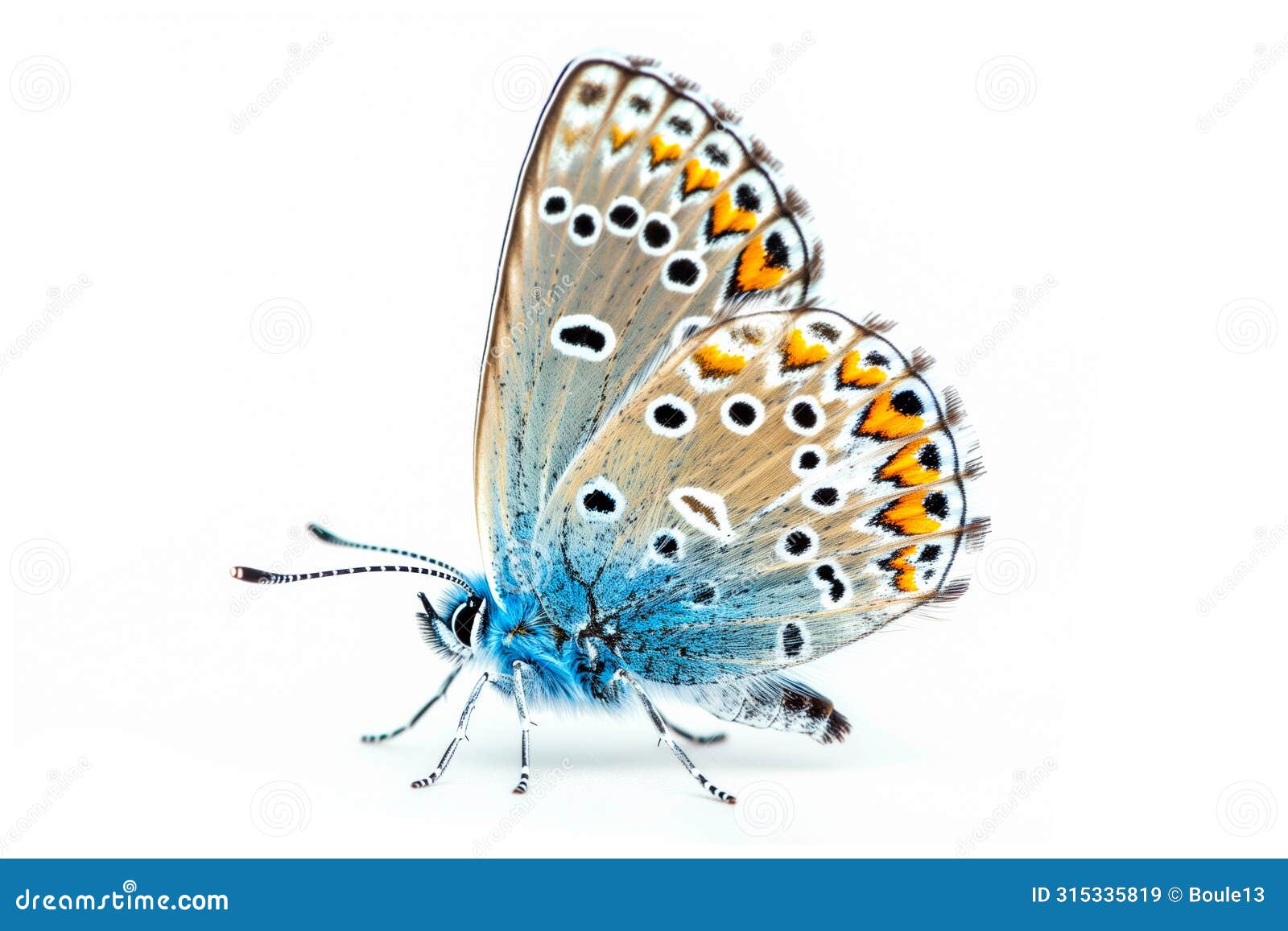 Beautiful Common Blue Butterfly Isolated on a White Background. Side ...