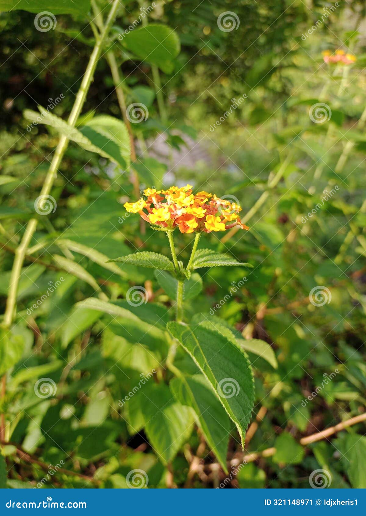 Beautiful Common Flower in the Forest Stock Image - Image of common ...