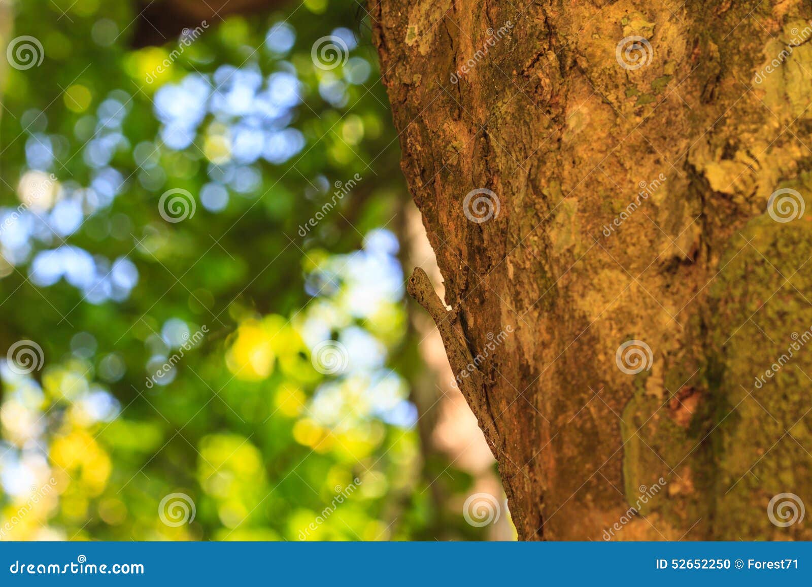 Beautiful Common Gliding Lizard or Common Flying Drago Stock Photo ...