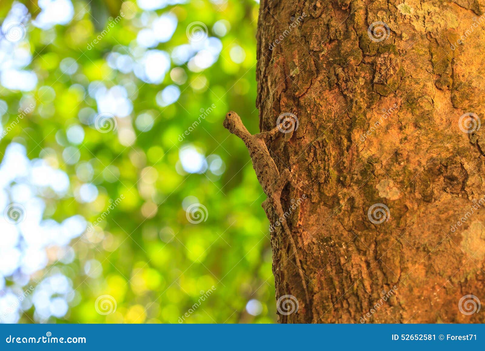 Beautiful Common Gliding Lizard or Common Flying Drago Stock Image ...