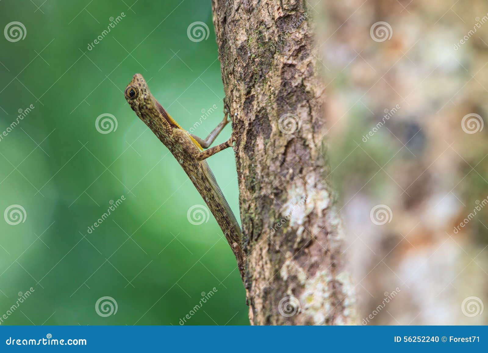 Beautiful Common Gliding Lizard or Common Flying Drago Stock Photo ...