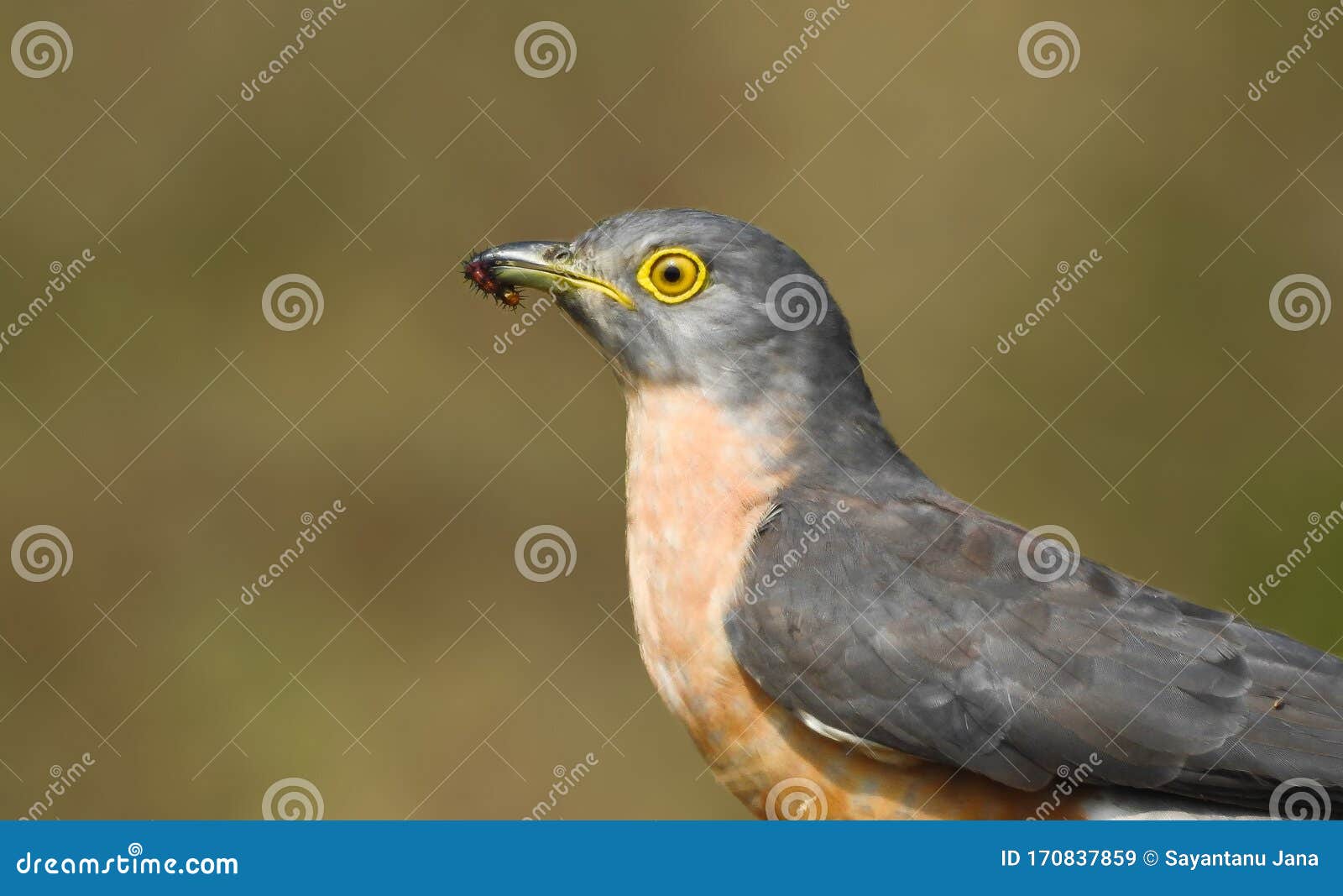 Beautiful Common Hawk Cuckoo Stock Image - Image of wildlifephotography ...