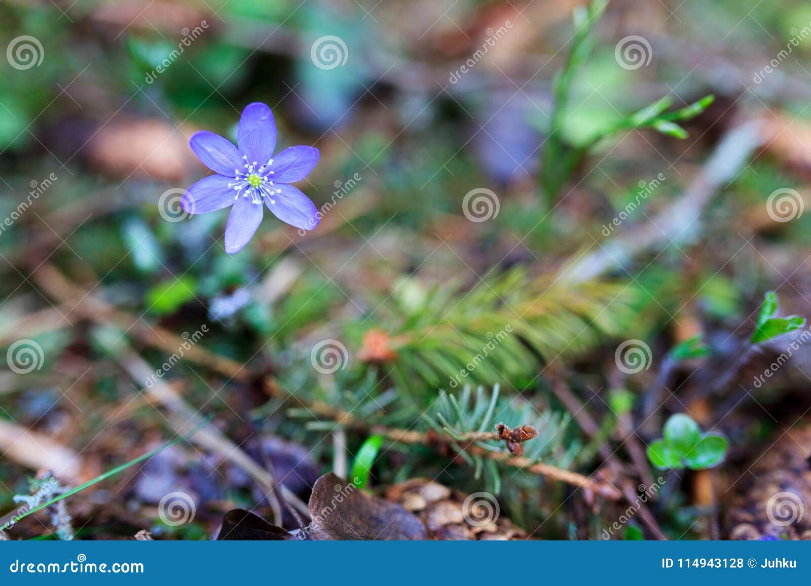 Beautiful Common Hepatica Flower at Forest Stock Photo - Image of ...