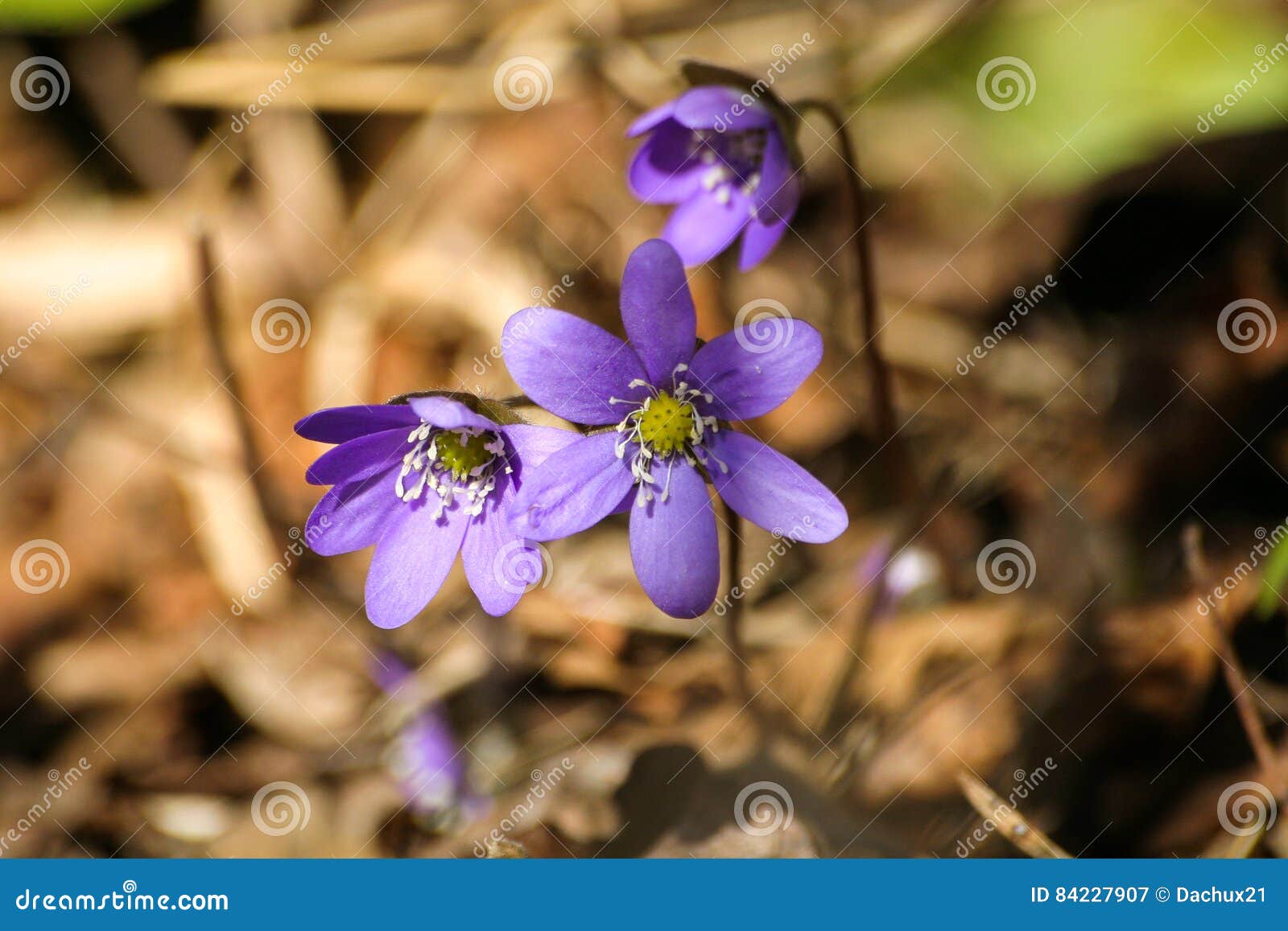 Beautiful Common Hepaticas on a Natural Background Stock Image - Image ...